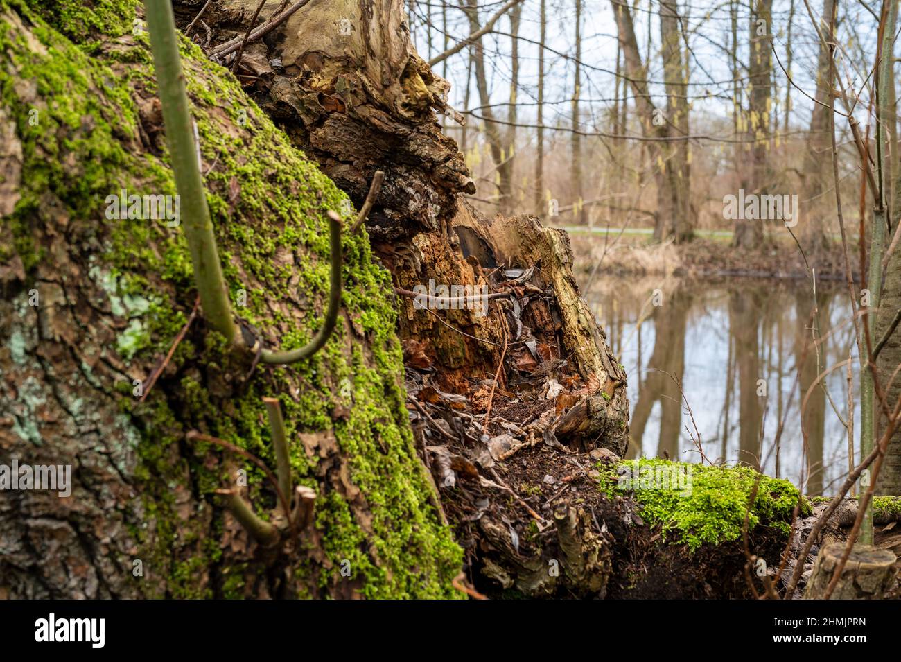 Crooked and mossy trunk hi-res stock photography and images - Alamy