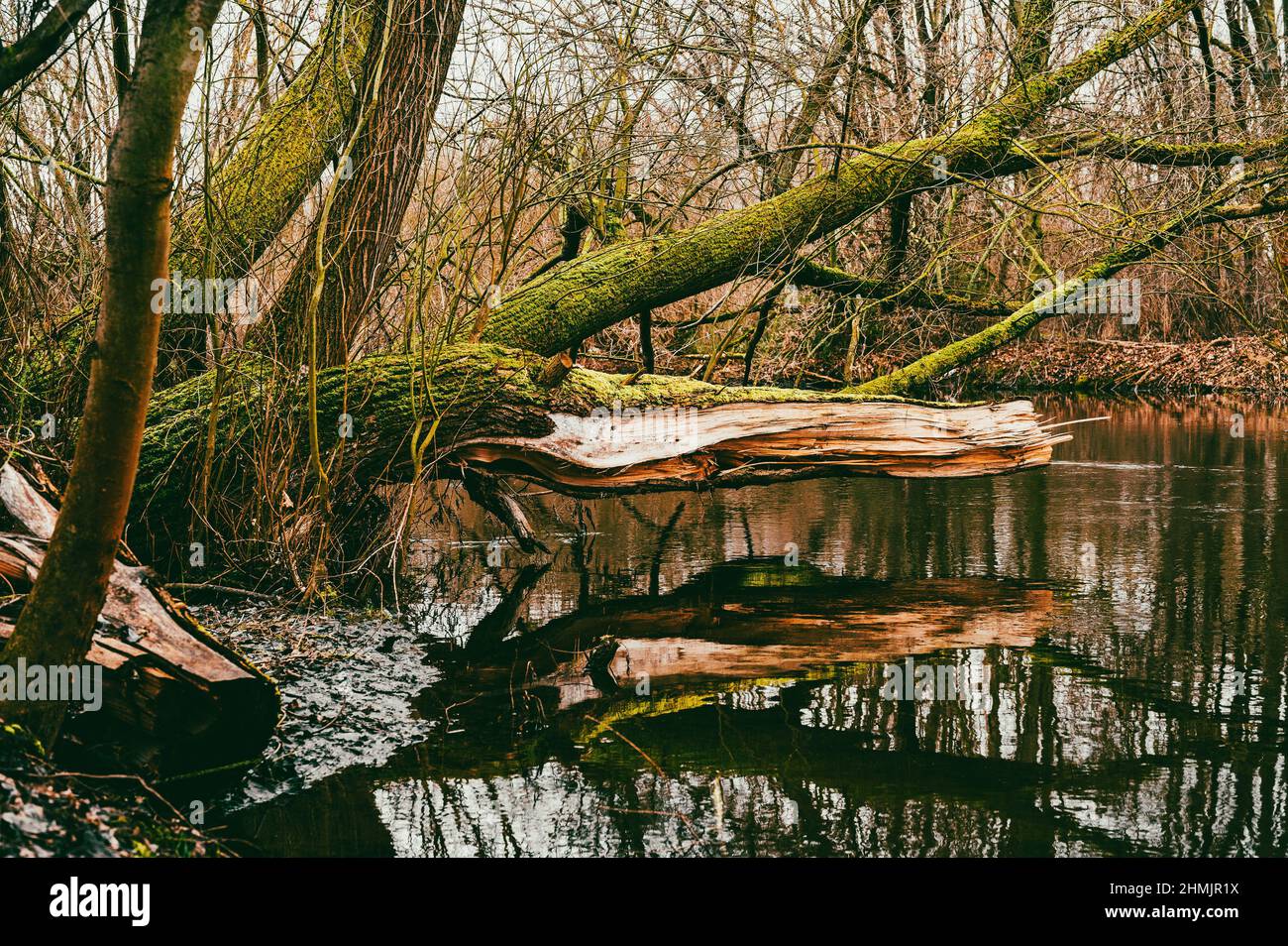 A split tree log hangs across the water Stock Photo - Alamy