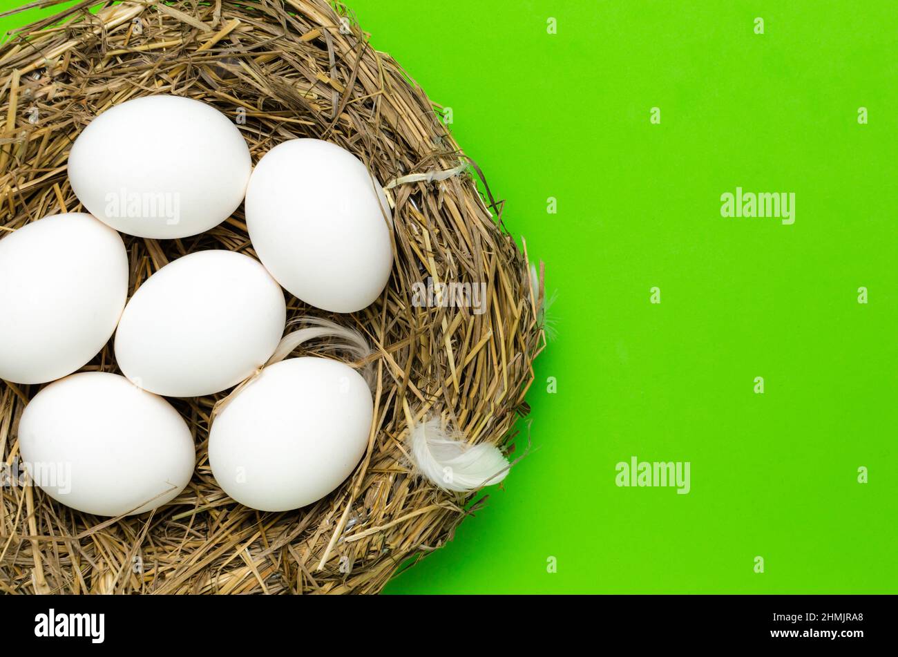 Chicken white eggs in nest on bright light green background. The ...