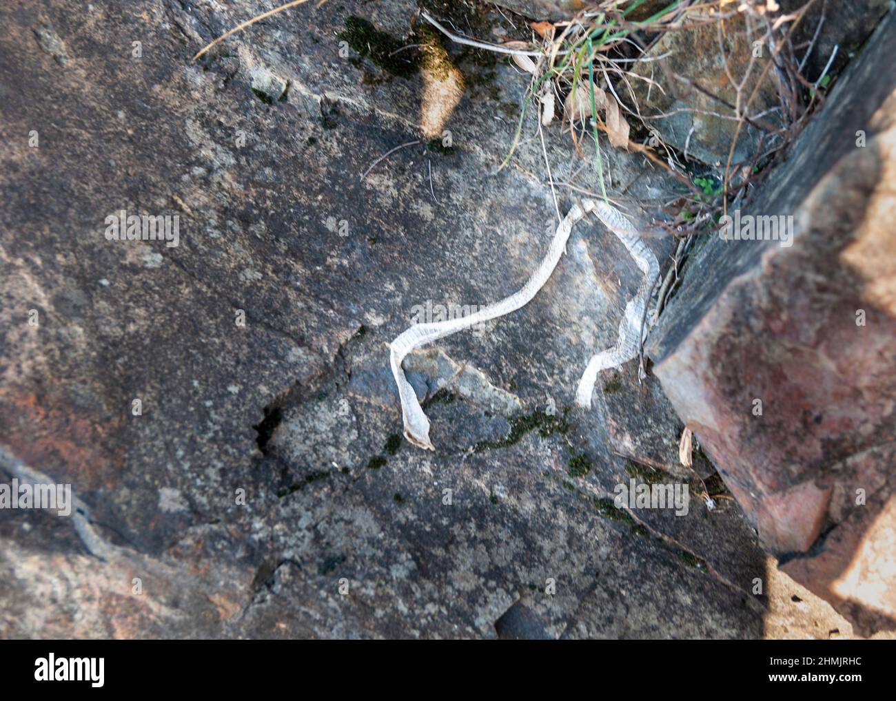 Snakeskin snake skin shed hi-res stock photography and images - Alamy