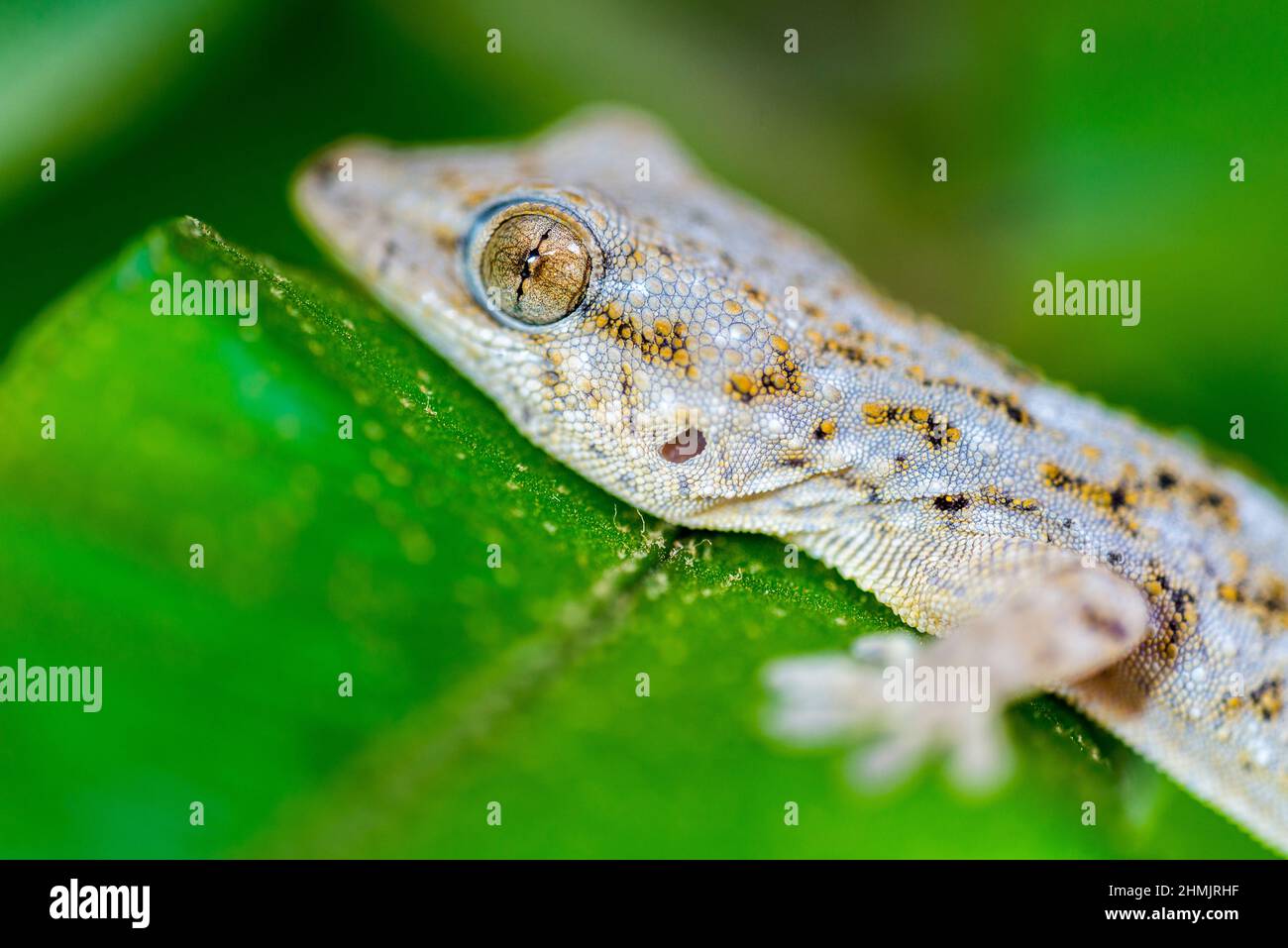 Tenerife gecko or Tenerife wall gecko (Tarentola delalandii), endemic ...