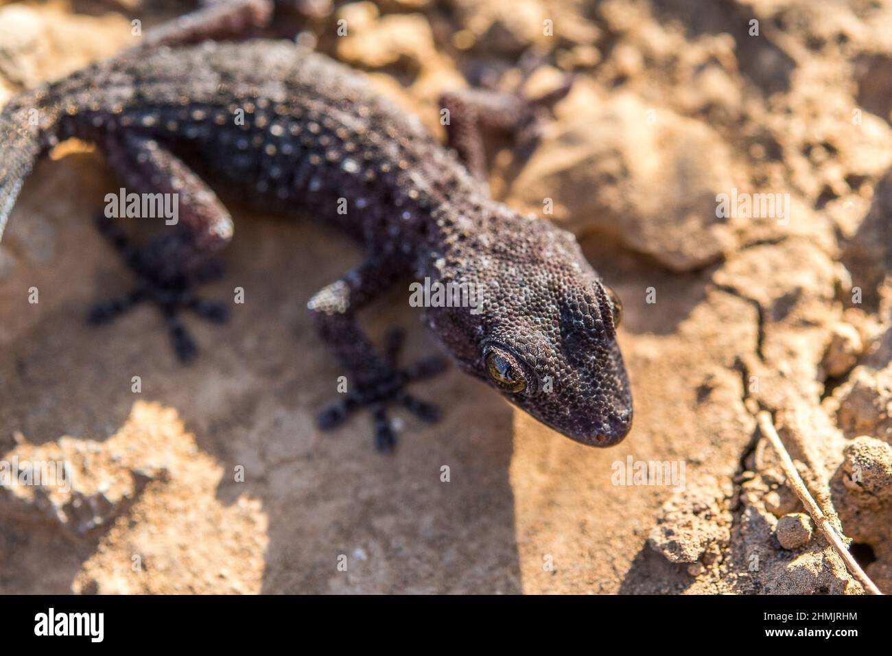 Tenerife gecko or Tenerife wall gecko (Tarentola delalandii), endemic ...