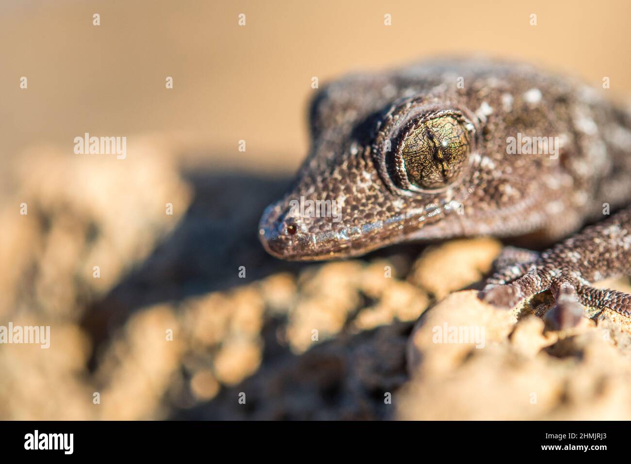 Tenerife gecko or Tenerife wall gecko (Tarentola delalandii), endemic ...