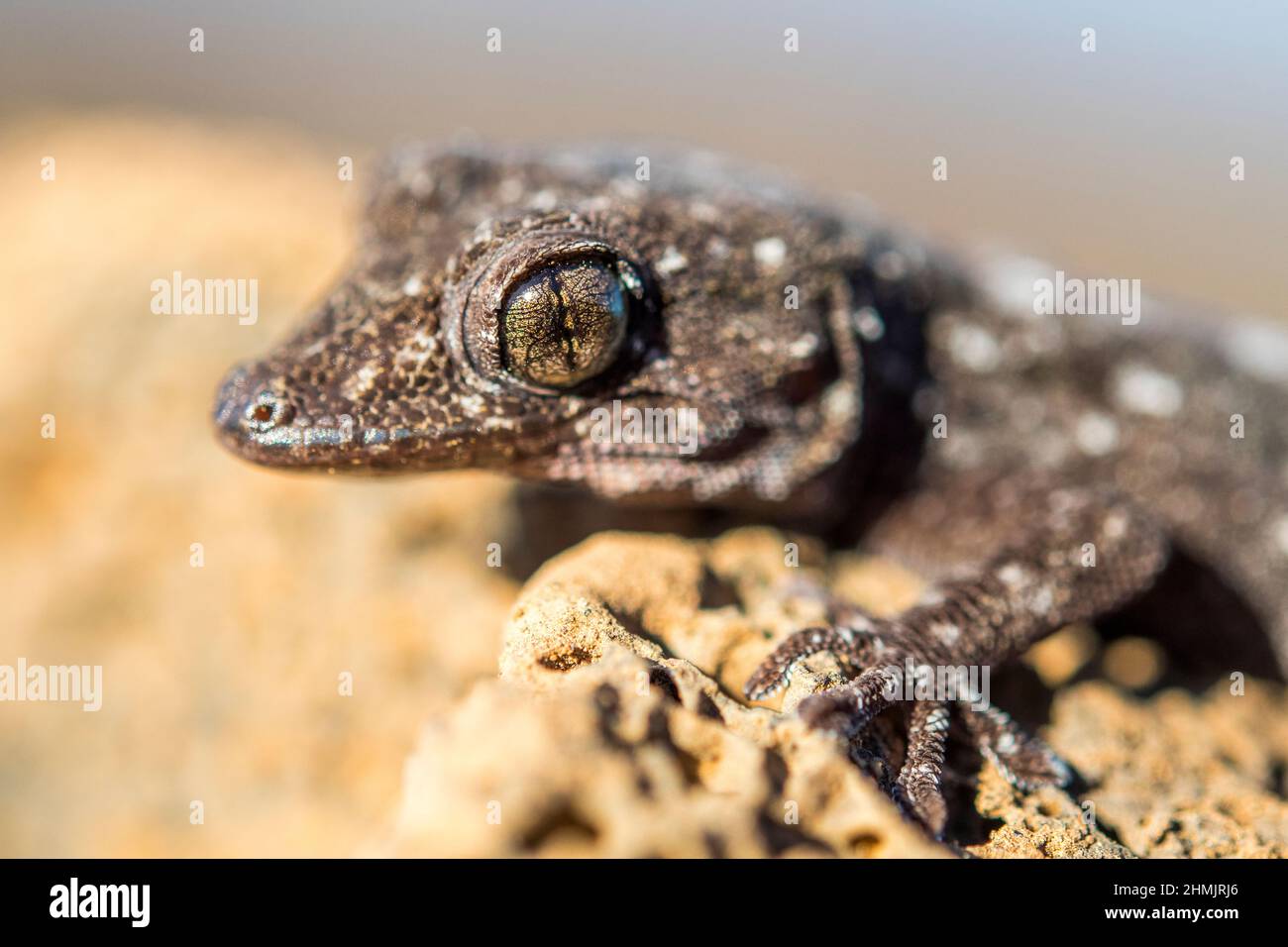 Tenerife gecko or Tenerife wall gecko (Tarentola delalandii), endemic ...