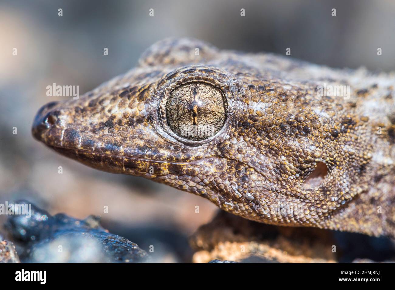 Tenerife gecko or Tenerife wall gecko (Tarentola delalandii), endemic ...