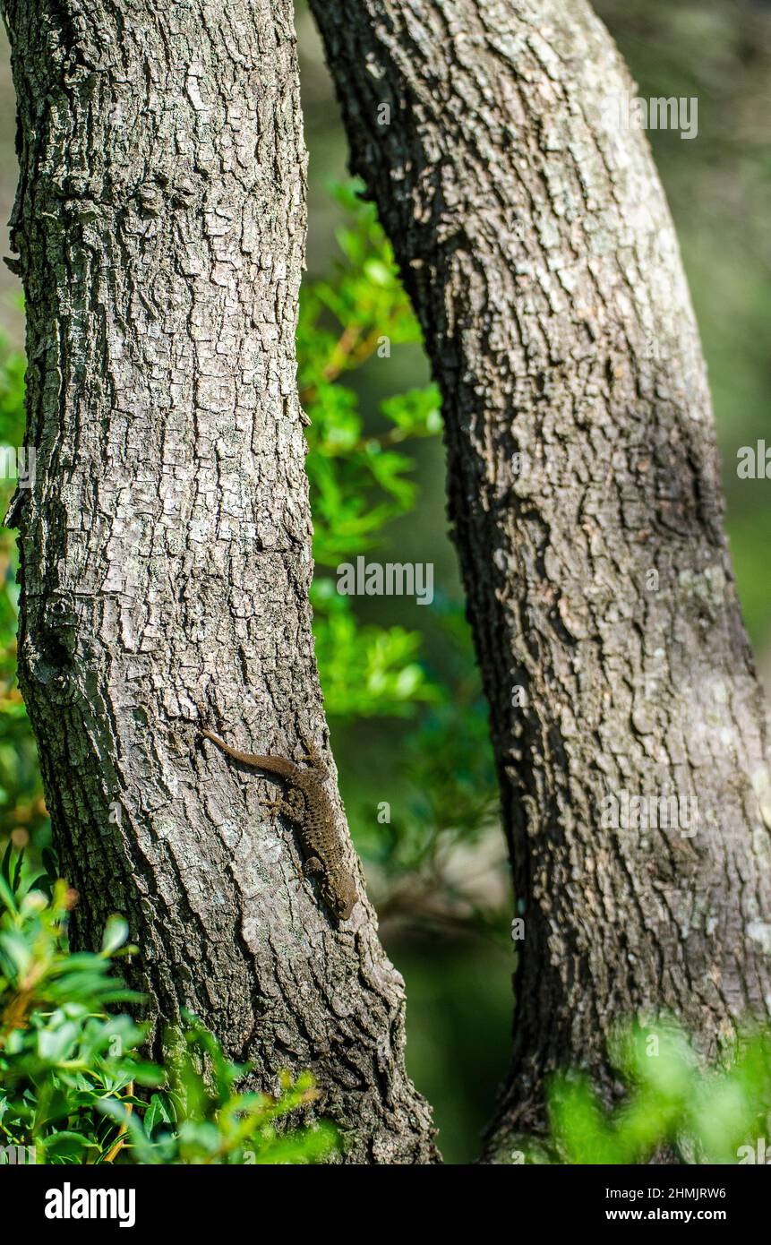 Common wall gecko (Tarentola mauritanica Stock Photo - Alamy