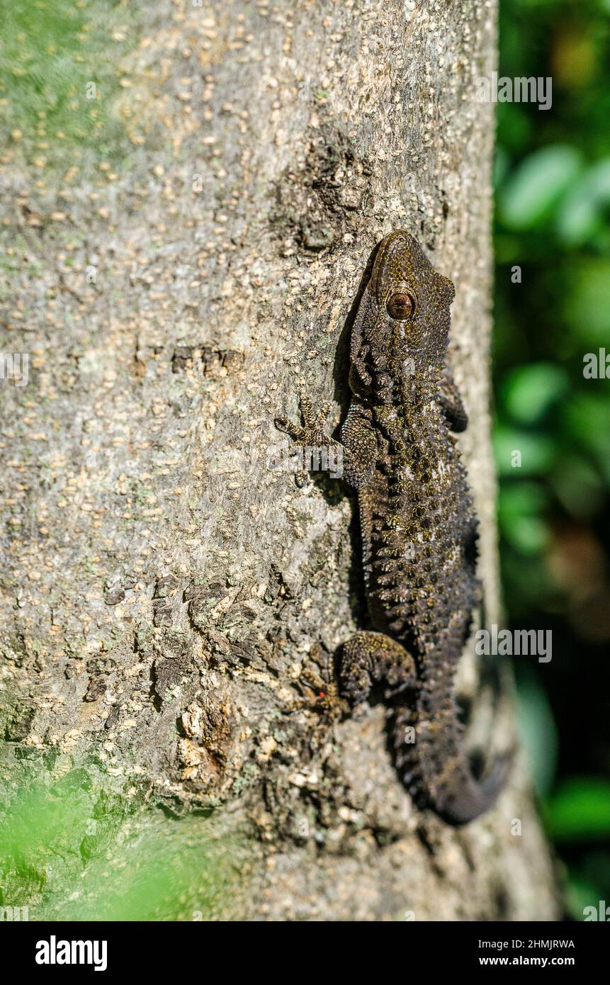 Common wall gecko (Tarentola mauritanica Stock Photo - Alamy