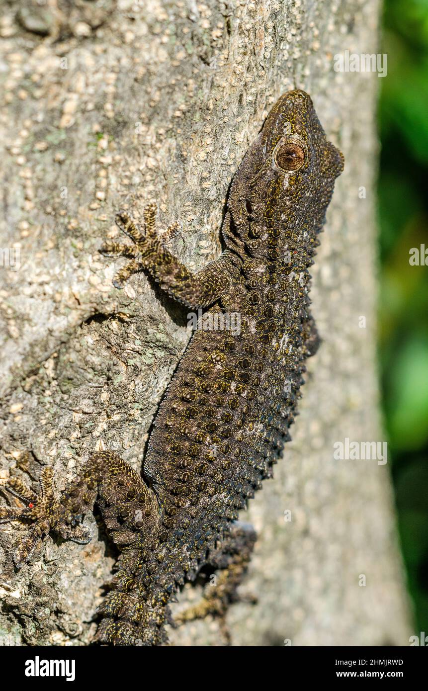 Common wall gecko (Tarentola mauritanica Stock Photo - Alamy