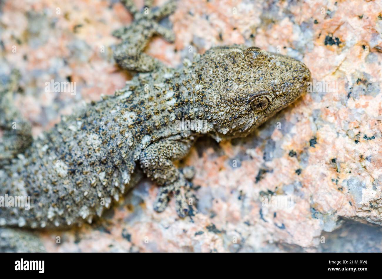 Common wall gecko (Tarentola mauritanica Stock Photo - Alamy