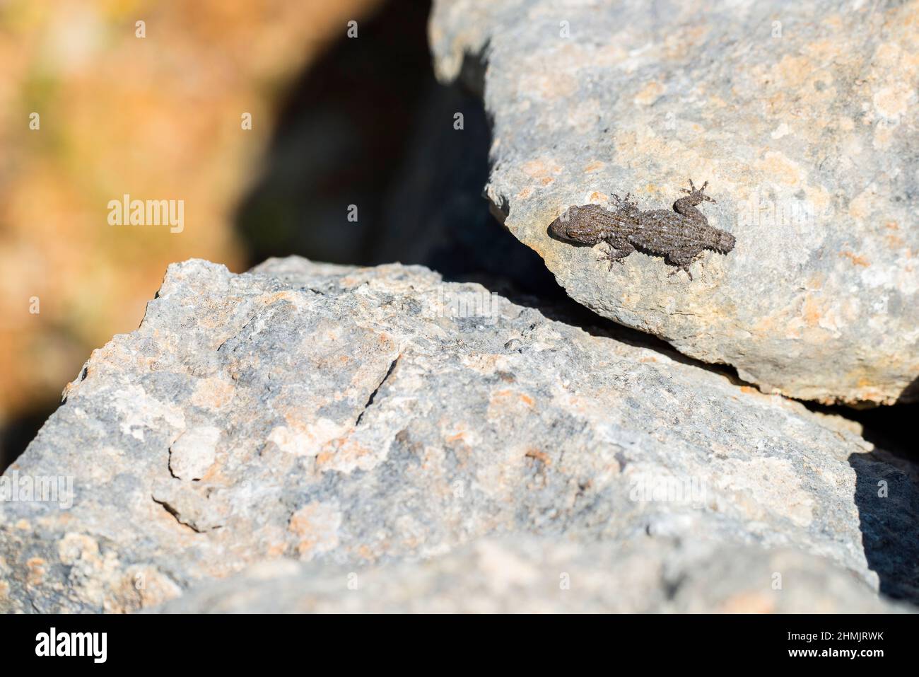 Common wall gecko (Tarentola mauritanica Stock Photo - Alamy