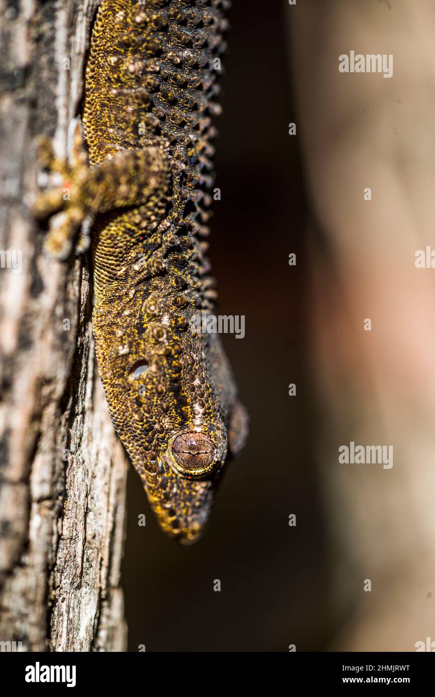Common wall gecko (Tarentola mauritanica Stock Photo - Alamy