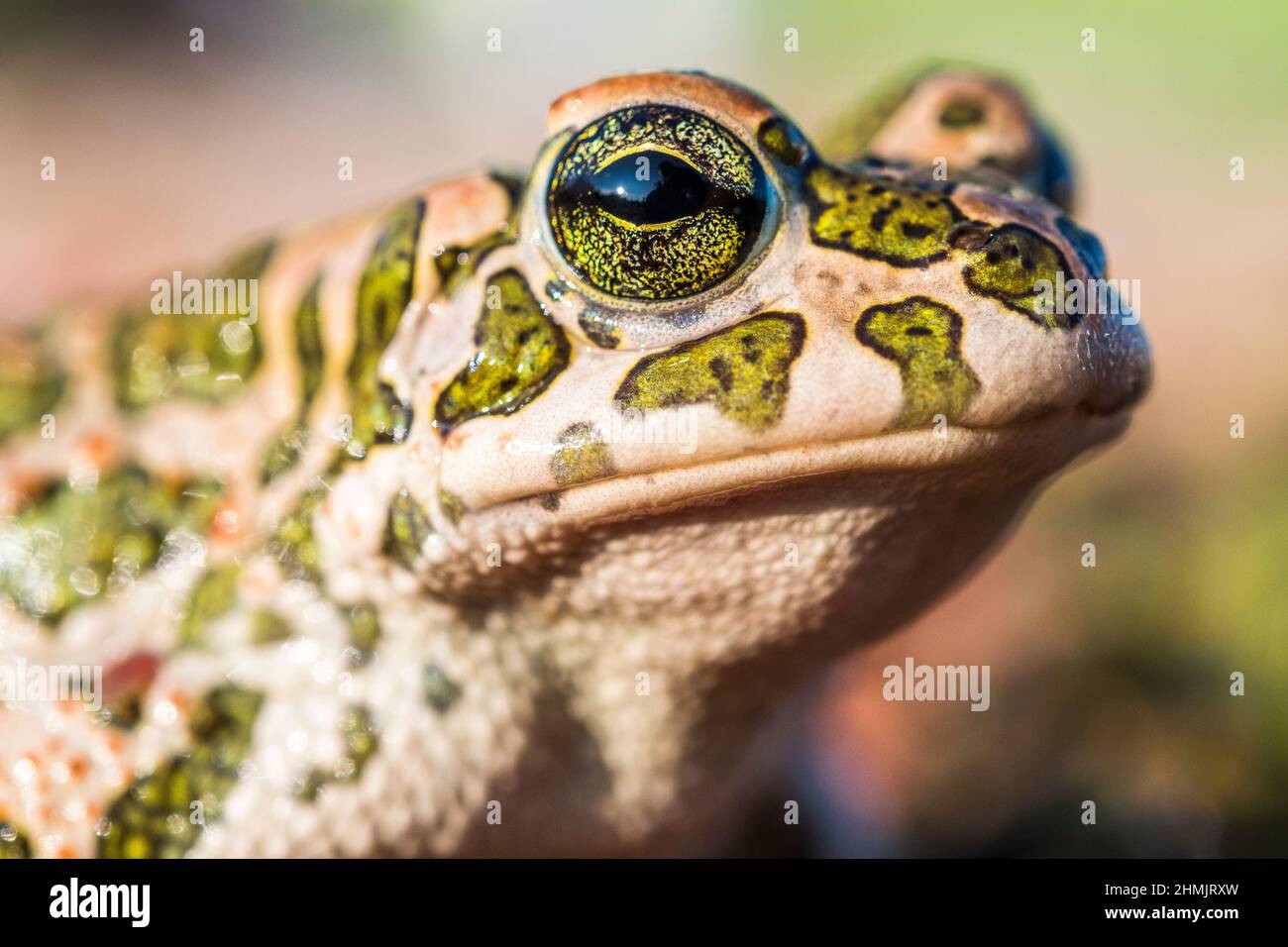European green toad (Bufotes viridis Stock Photo - Alamy