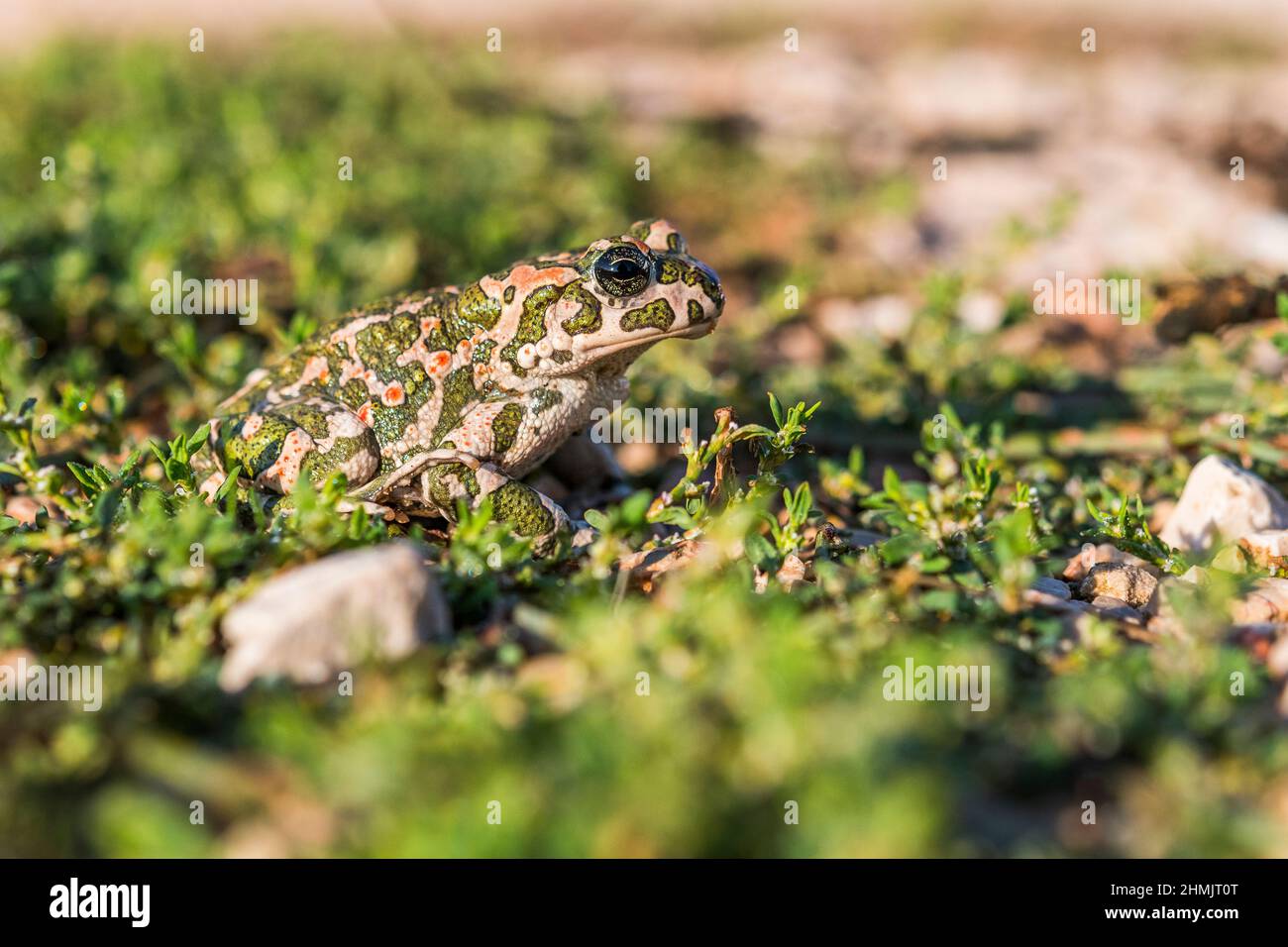 European green toad (Bufotes viridis Stock Photo - Alamy