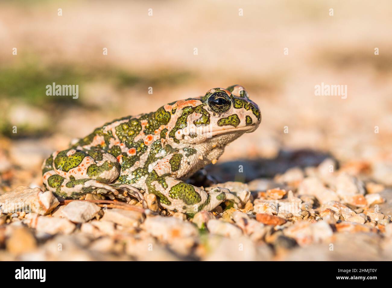 European green toad (Bufotes viridis Stock Photo - Alamy