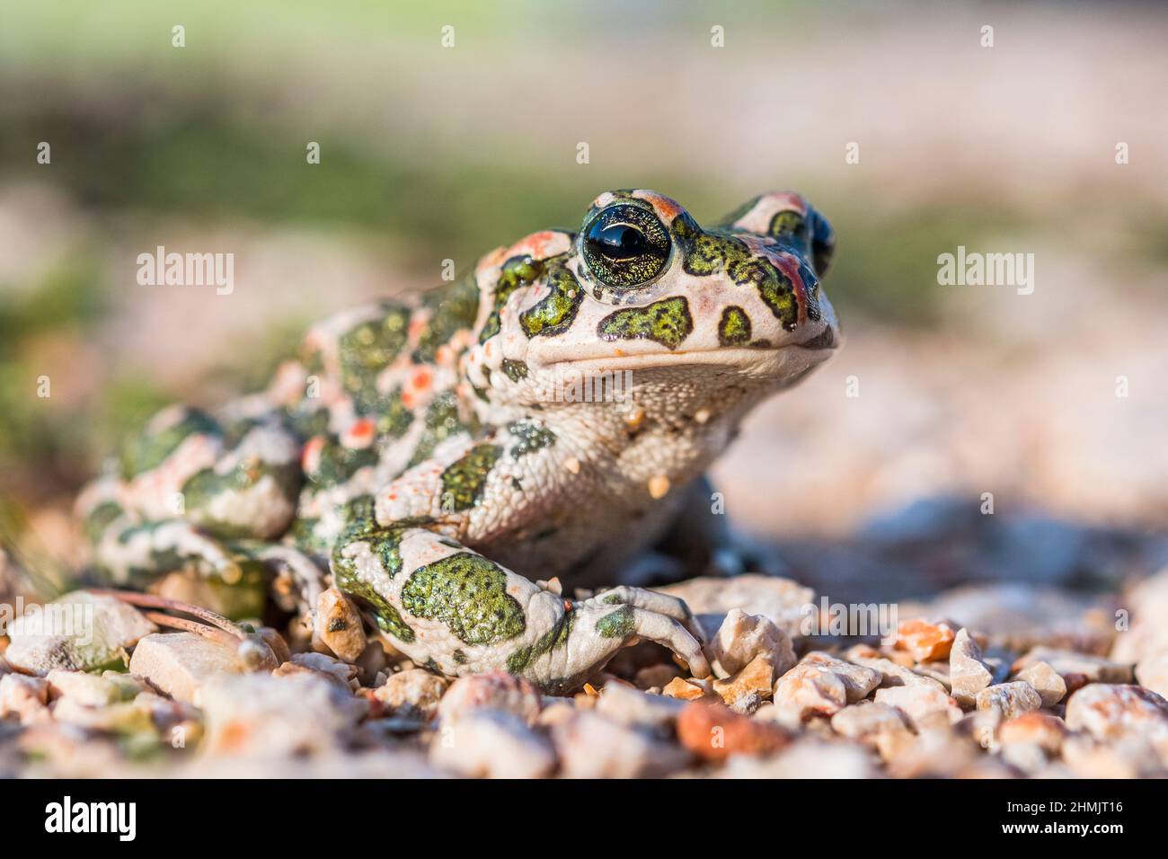 European green toad (Bufotes viridis Stock Photo - Alamy