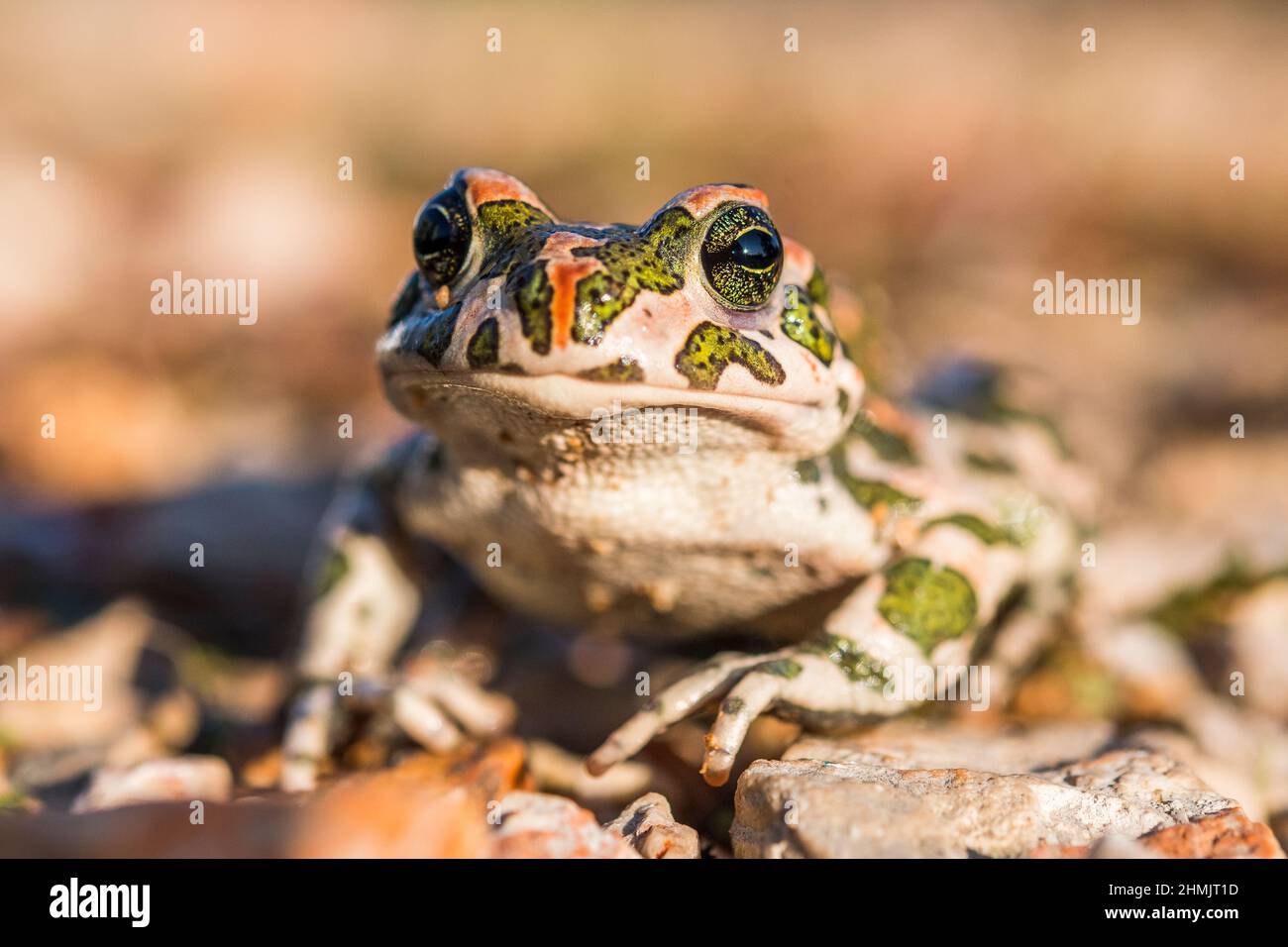 European green toad (Bufotes viridis Stock Photo - Alamy