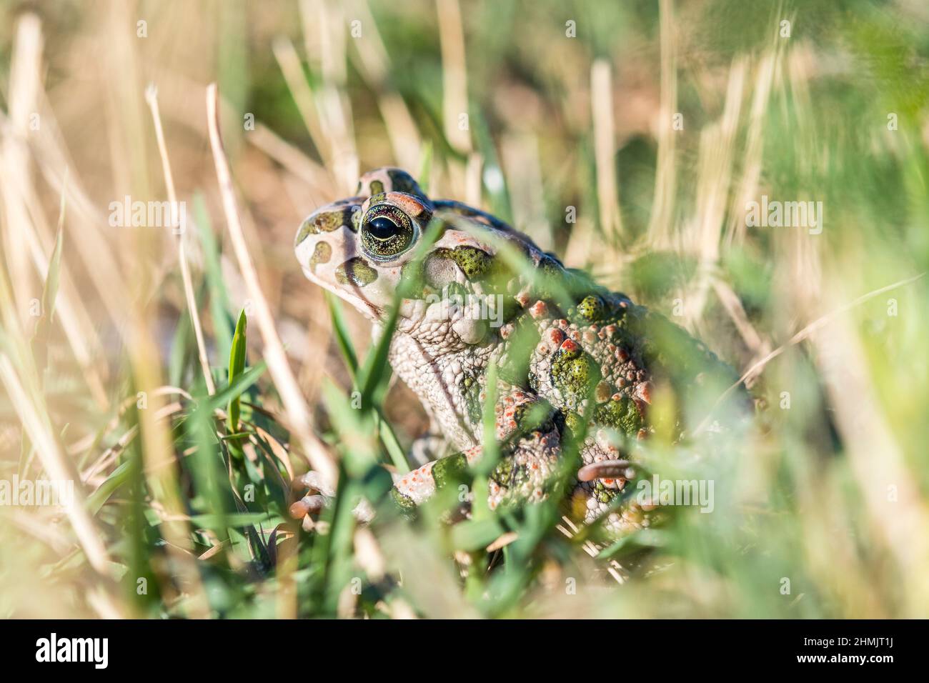 European green toad (Bufotes viridis Stock Photo - Alamy
