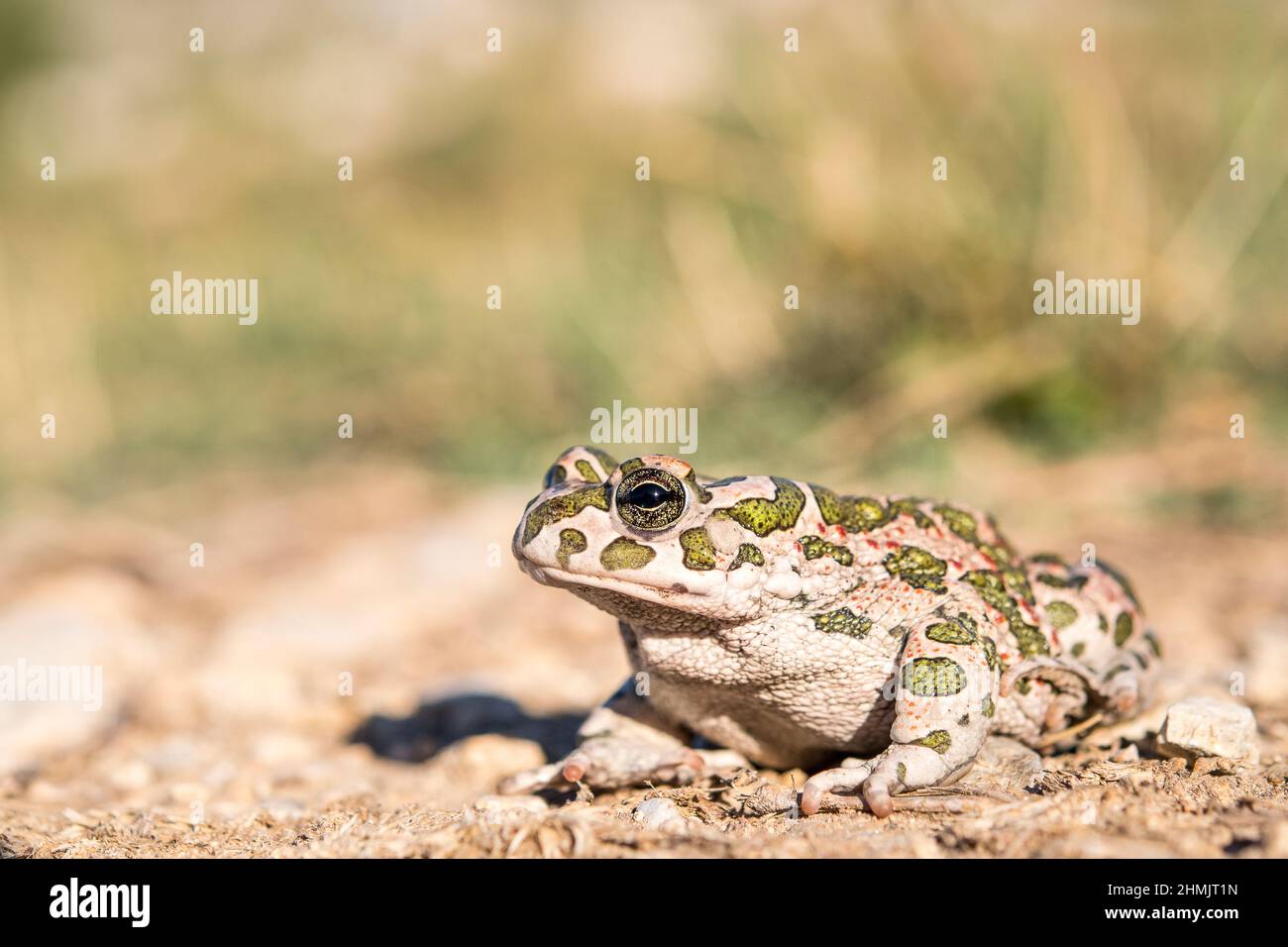 European green toad (Bufotes viridis Stock Photo - Alamy