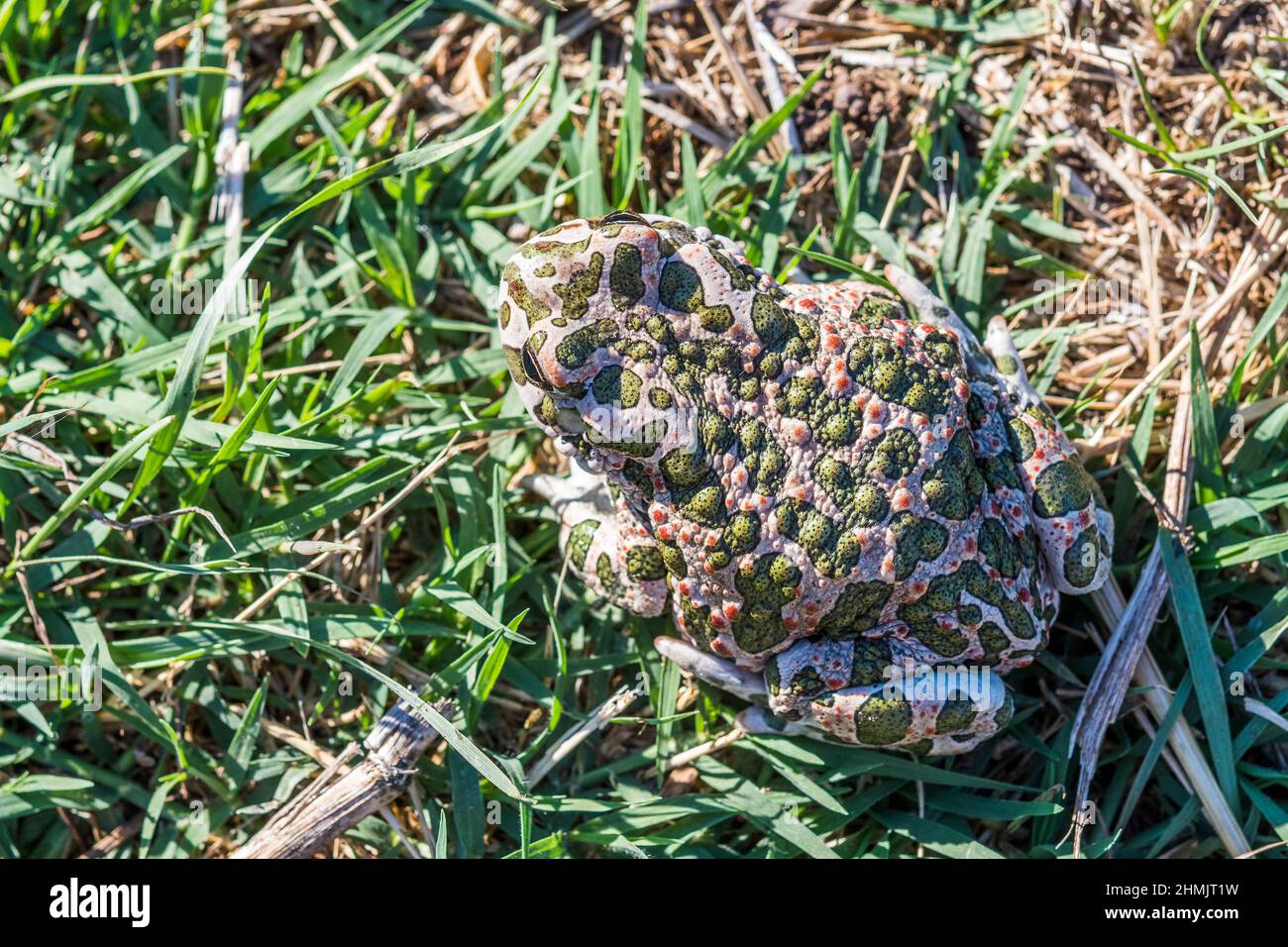 European green toad (Bufotes viridis Stock Photo - Alamy