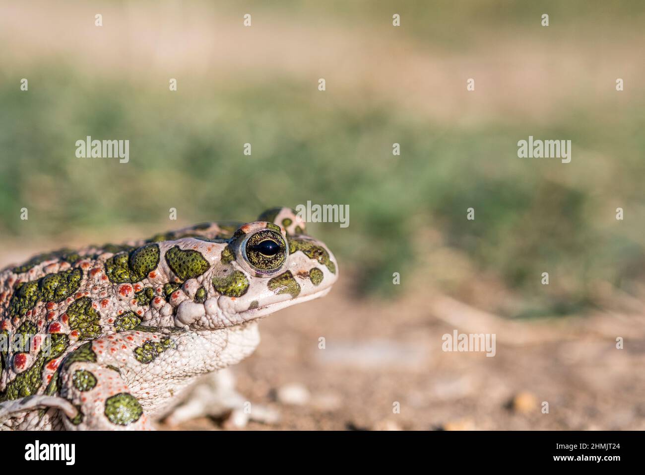 European green toad (Bufotes viridis Stock Photo - Alamy