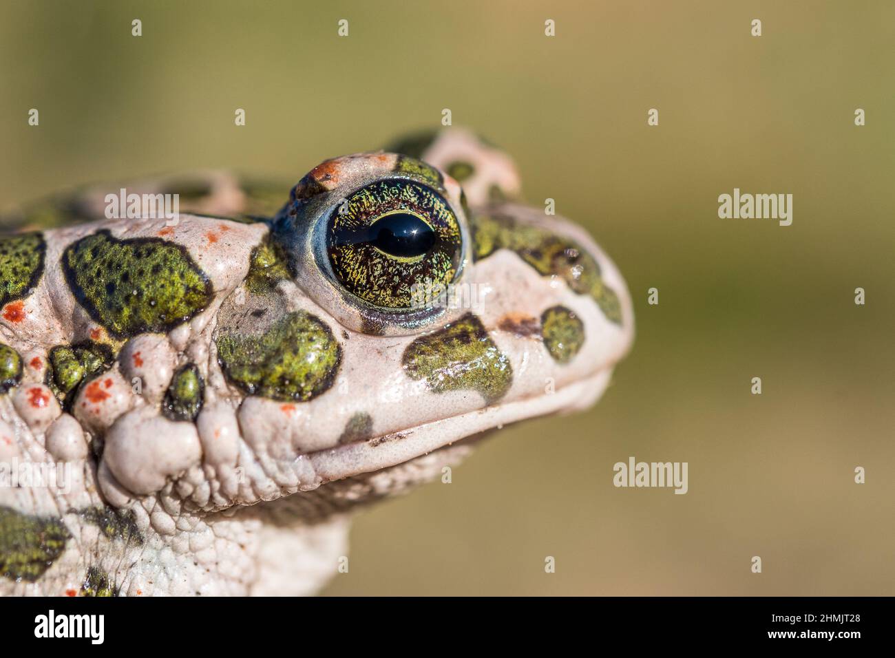 European green toad (Bufotes viridis Stock Photo - Alamy