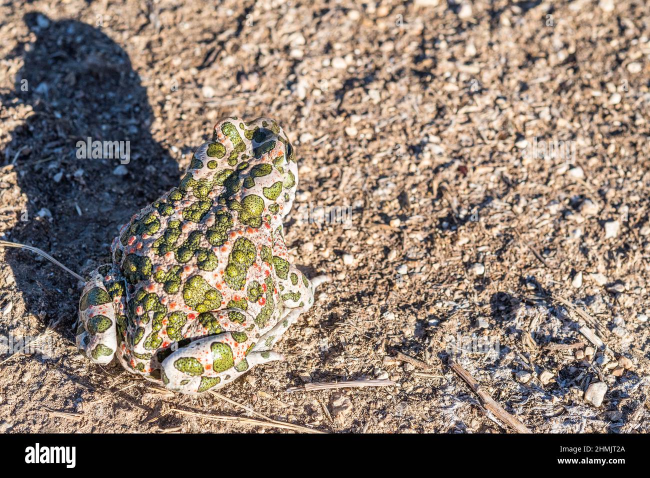 European green toad (Bufotes viridis Stock Photo - Alamy