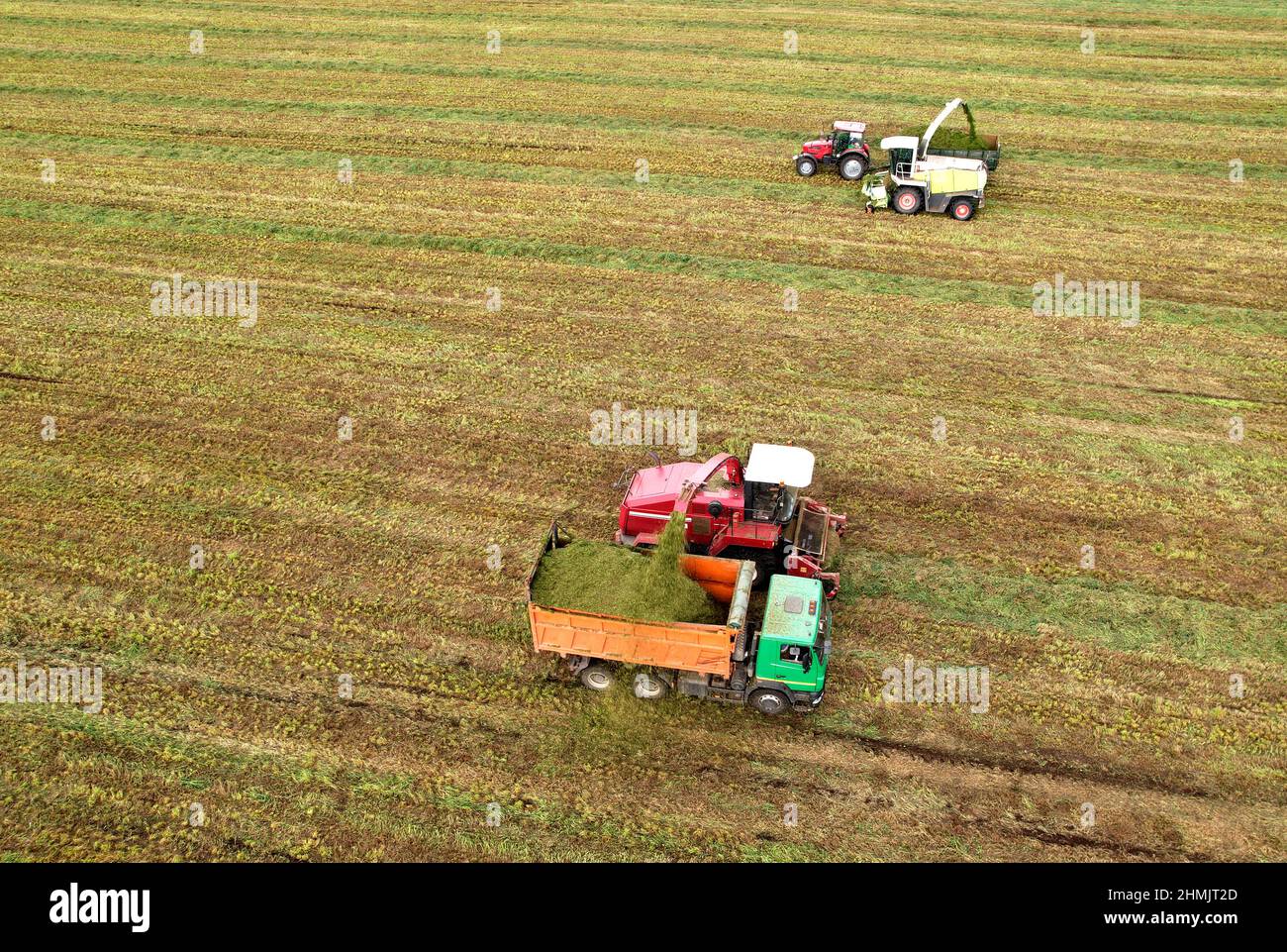 Cutting grass silage at field. Forage harvester on grass cutting for ...