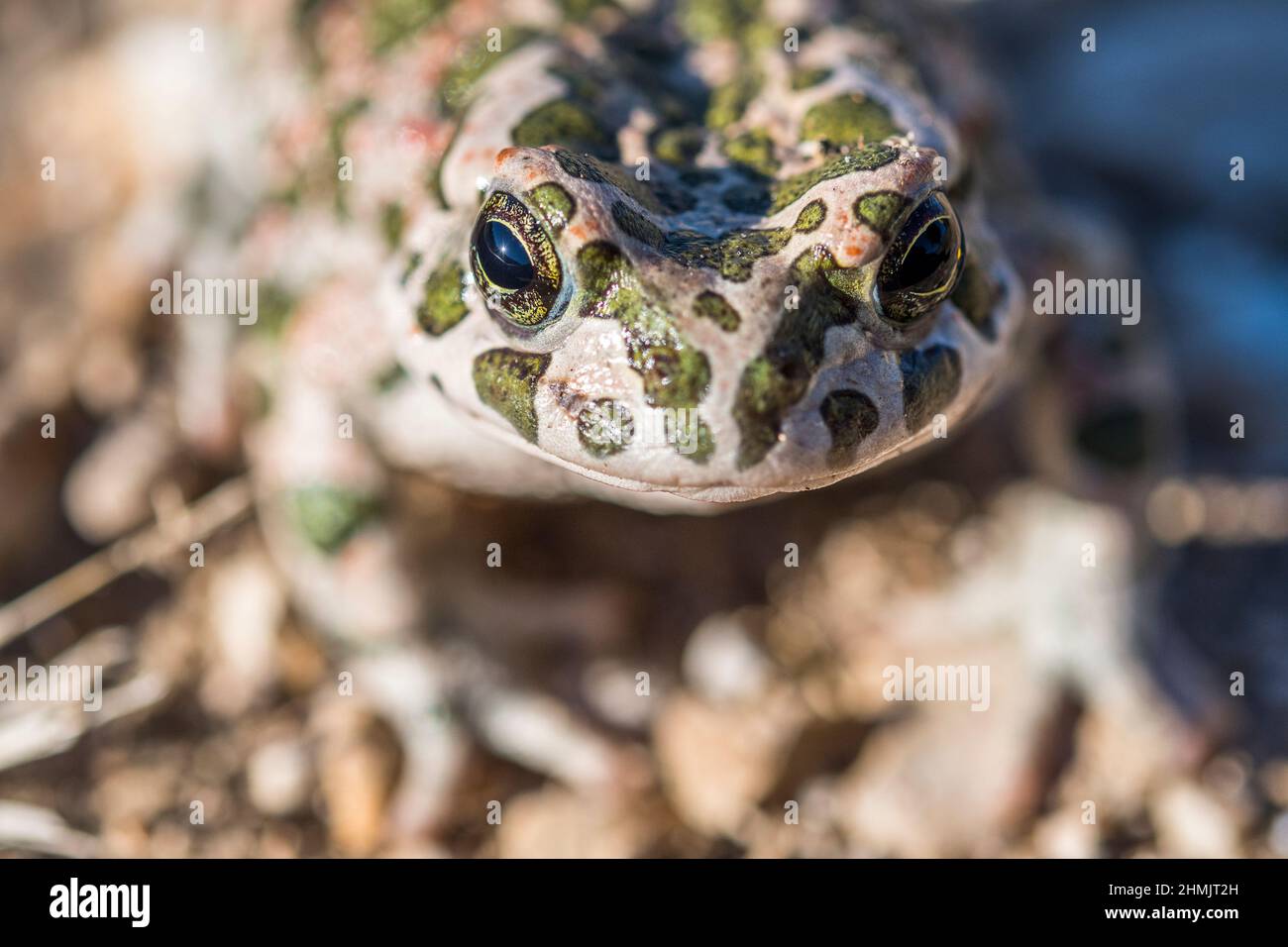 European green toad (Bufotes viridis Stock Photo - Alamy