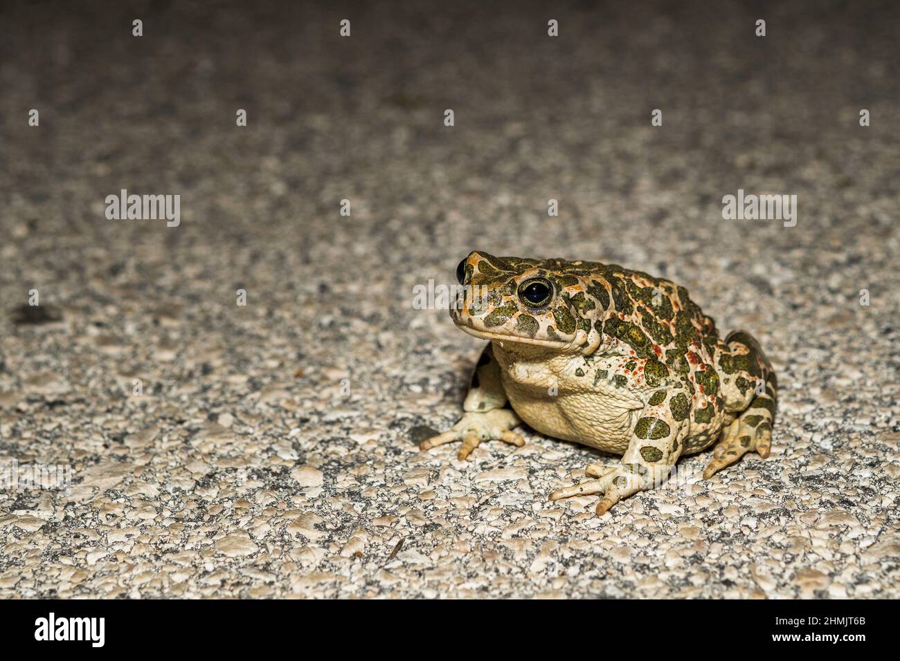 European green toad (Bufotes viridis Stock Photo - Alamy