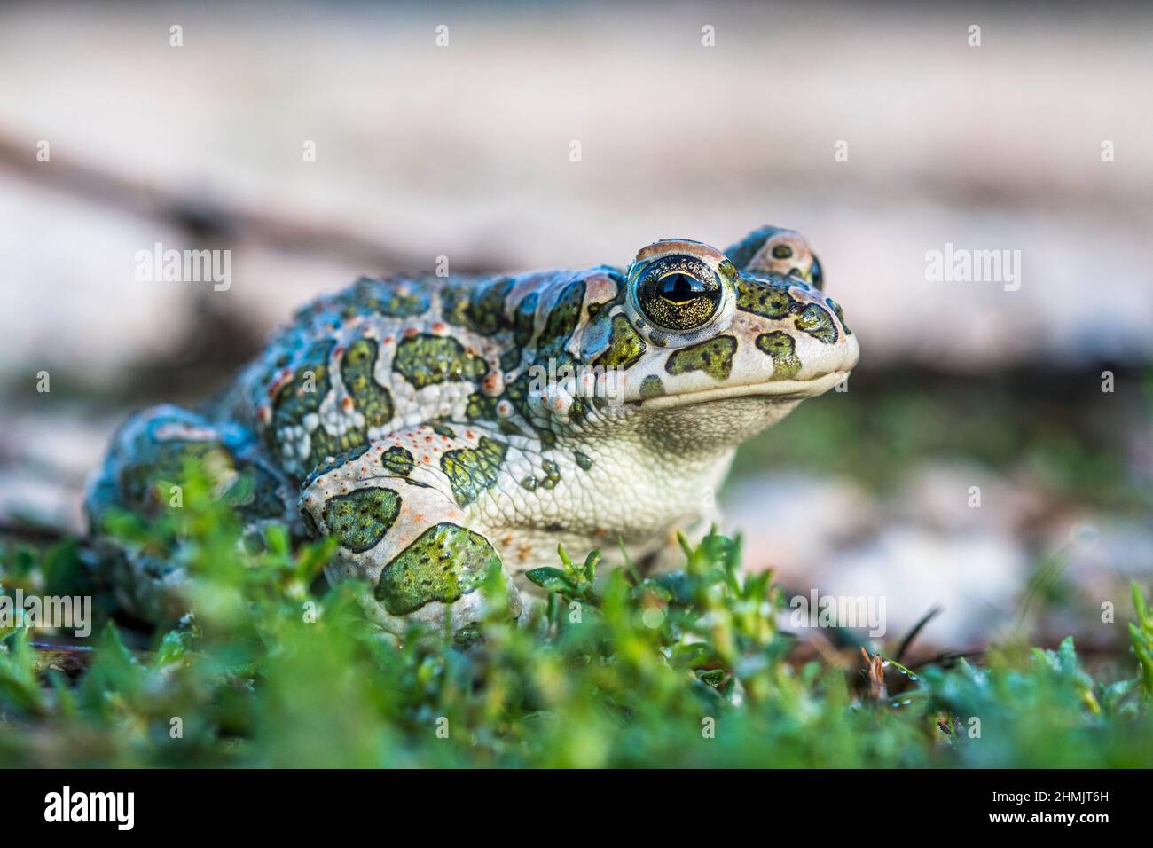 European green toad (Bufotes viridis Stock Photo - Alamy