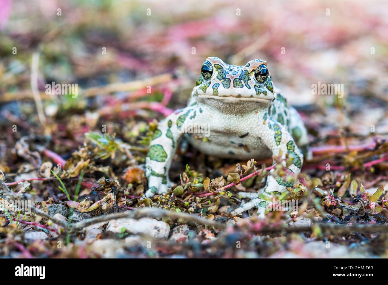 European green toad (Bufotes viridis Stock Photo - Alamy