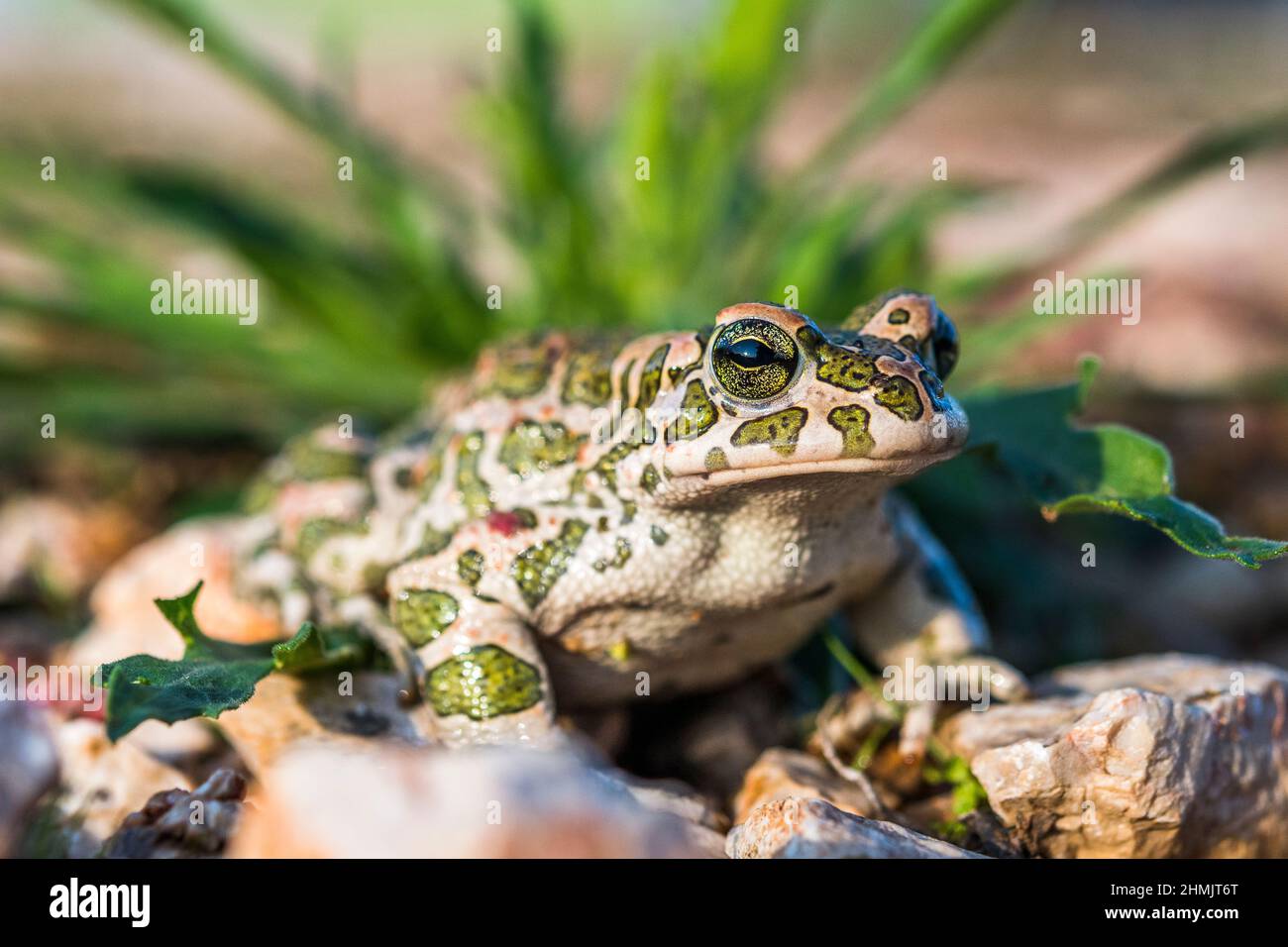 European green toad (Bufotes viridis Stock Photo - Alamy