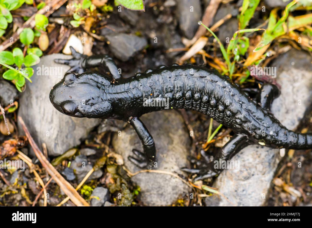 Black alpine salamander salamandra atra hi-res stock photography and ...