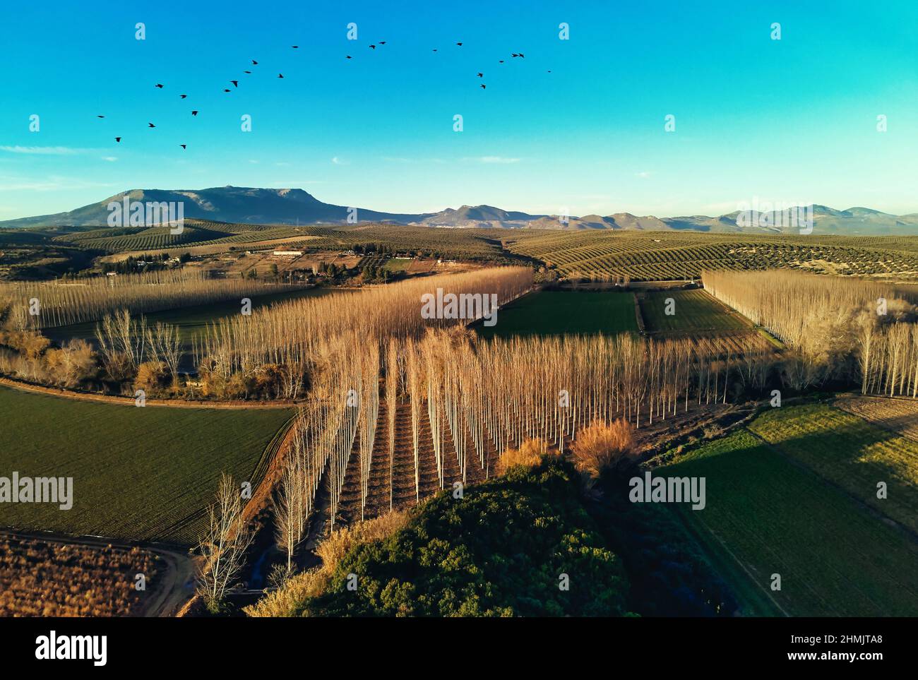 Aerial drone point of view planted grove trees in rows and agricultural ...