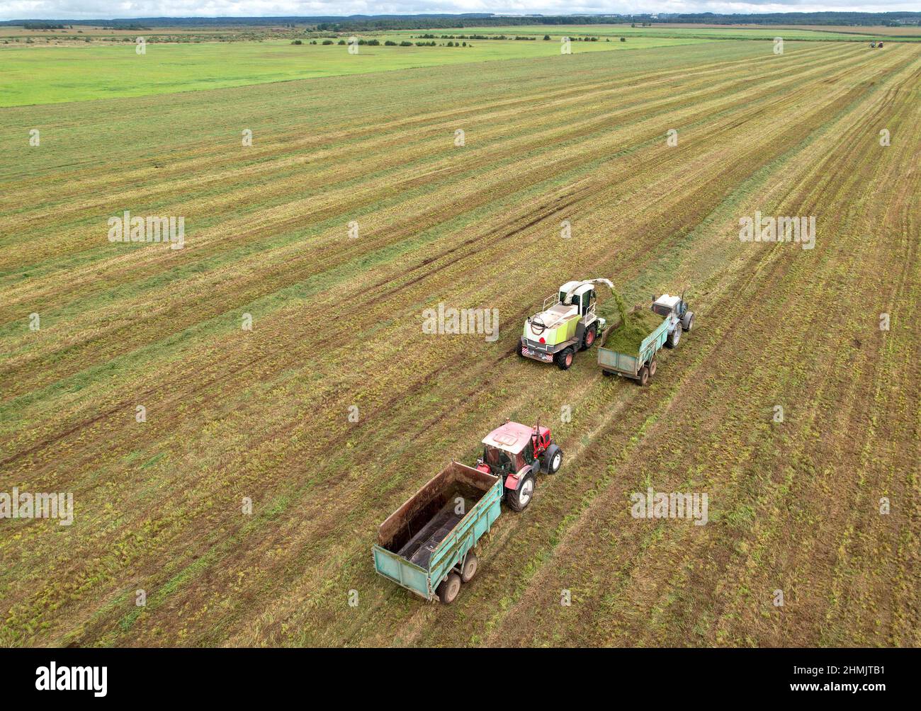 Cutting grass silage at field. Forage harvester on grass cutting for ...