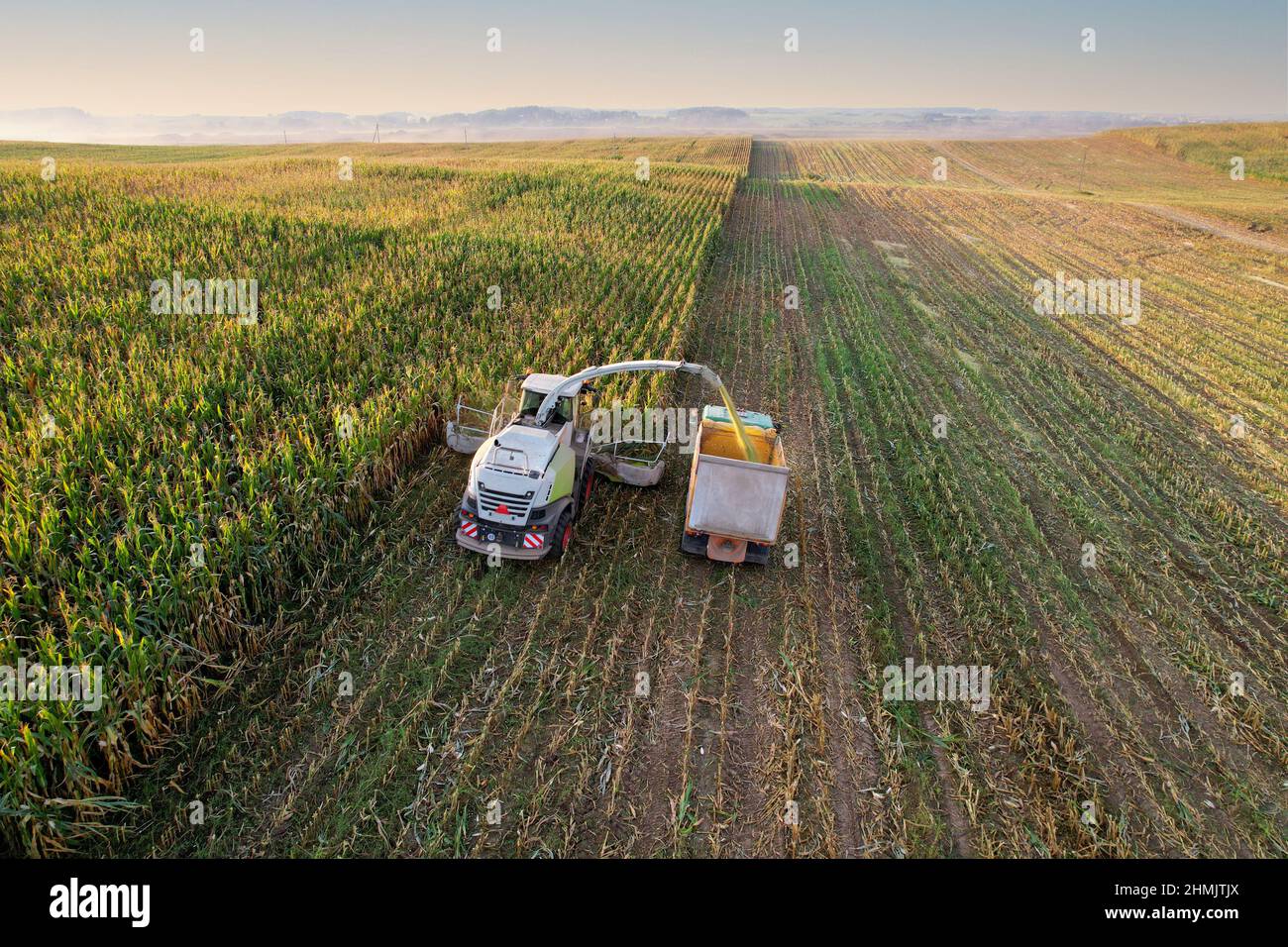 Maize Harvesting with Forage harvester in field, aerial view. Cutting ...