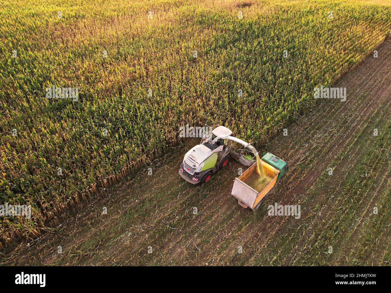 Maize Harvesting with Forage harvester in field, aerial view. Cutting ...