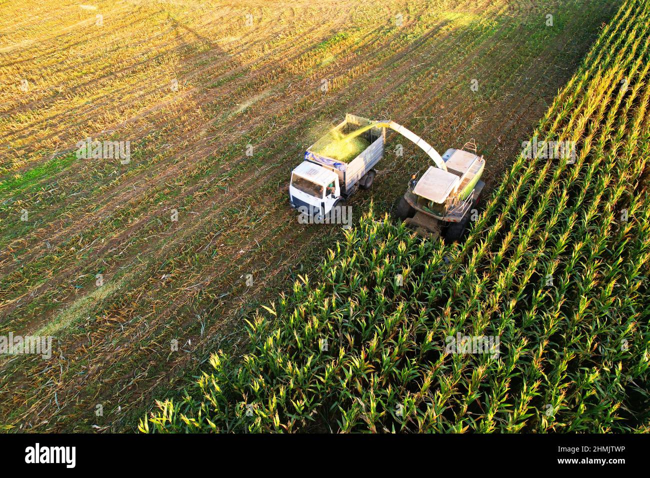 Maize Harvesting with Forage harvester in field, aerial view. Cutting ...