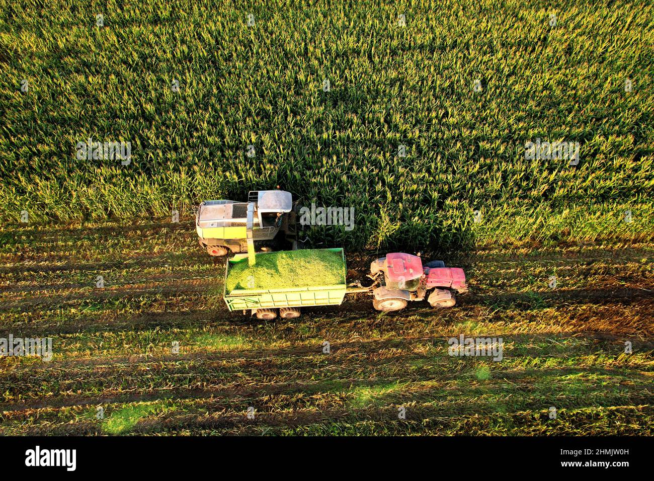Maize Harvesting with Forage harvester in field, aerial view. Cutting ...