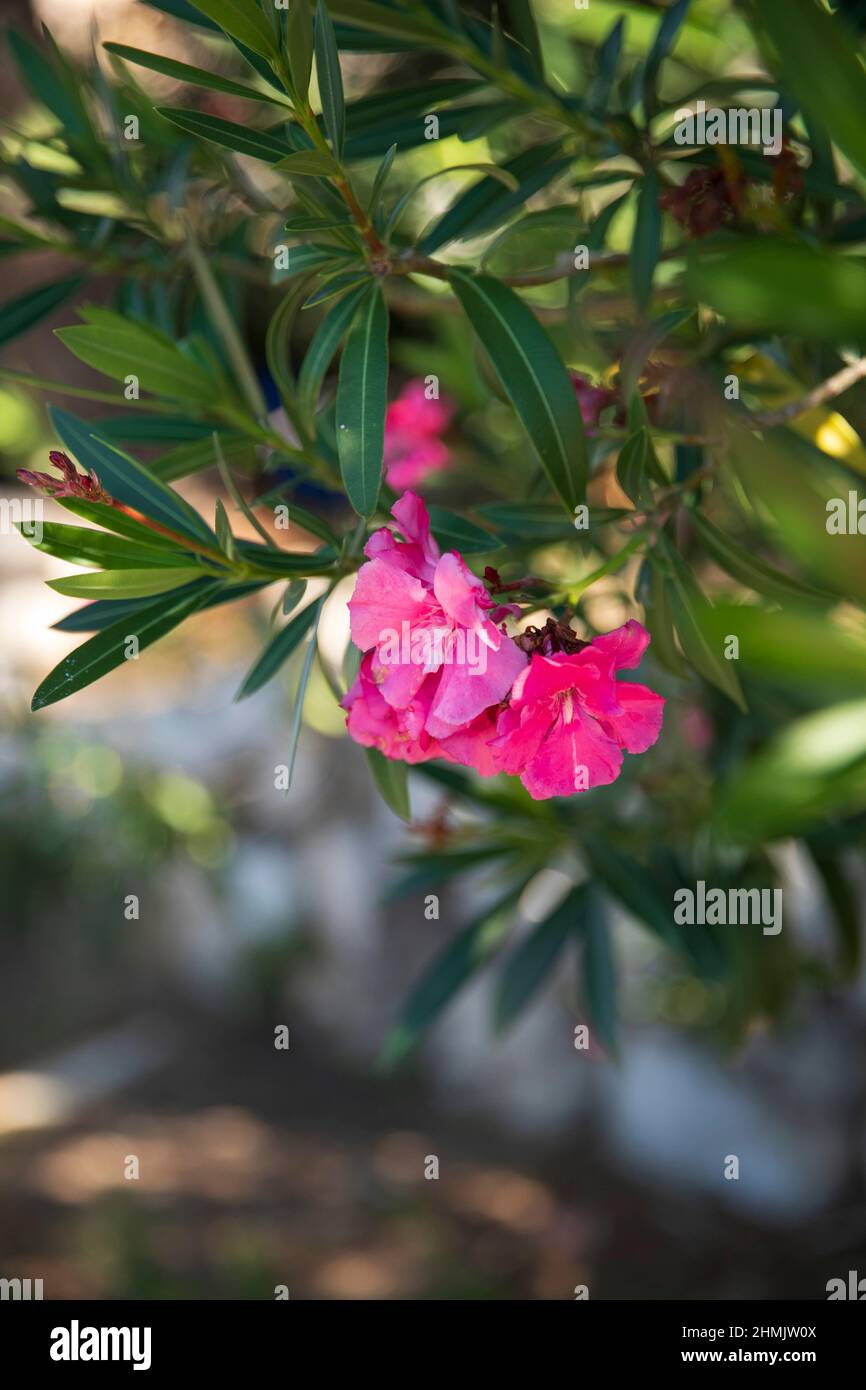 Beautiful flowers in Croatia Stock Photo - Alamy