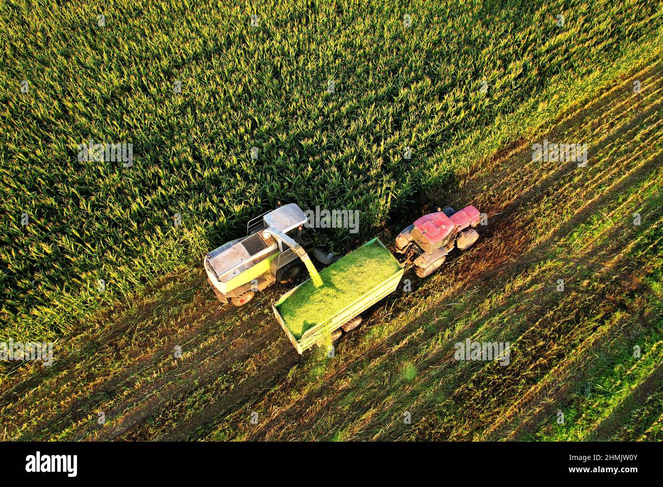 Maize Harvesting with Forage harvester in field, aerial view. Cutting ...