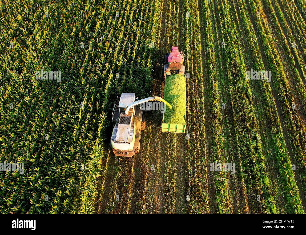 Maize Harvesting with Forage harvester in field, aerial view. Cutting ...