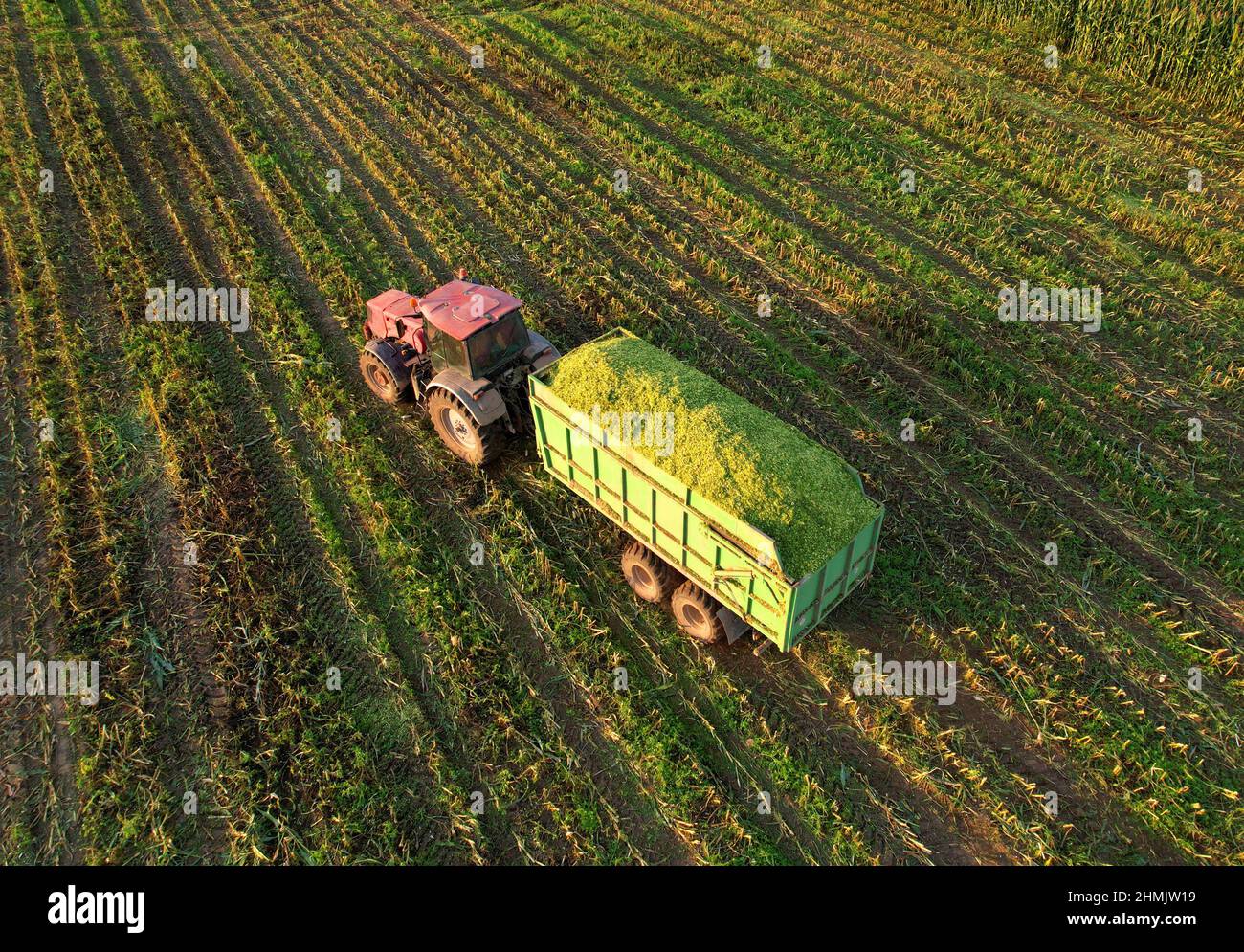 Tractor with a trailer transports corn from the field during the ...
