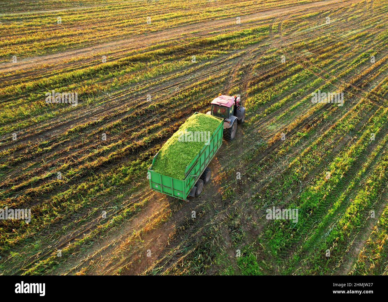 Tractor with a trailer transports corn from the field during the ...