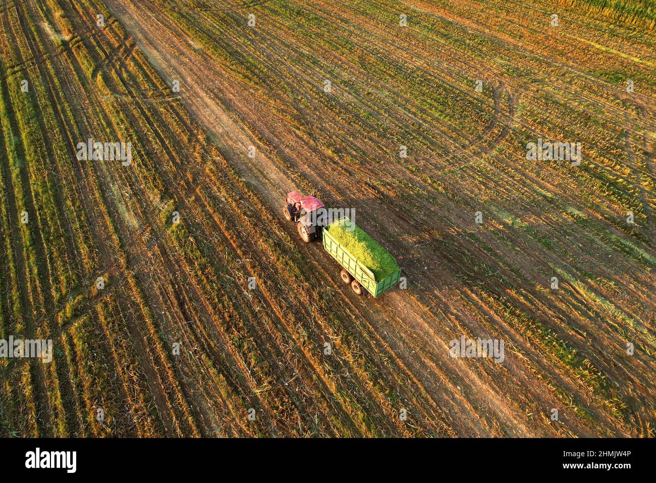Tractor with a trailer transports corn from the field during the ...