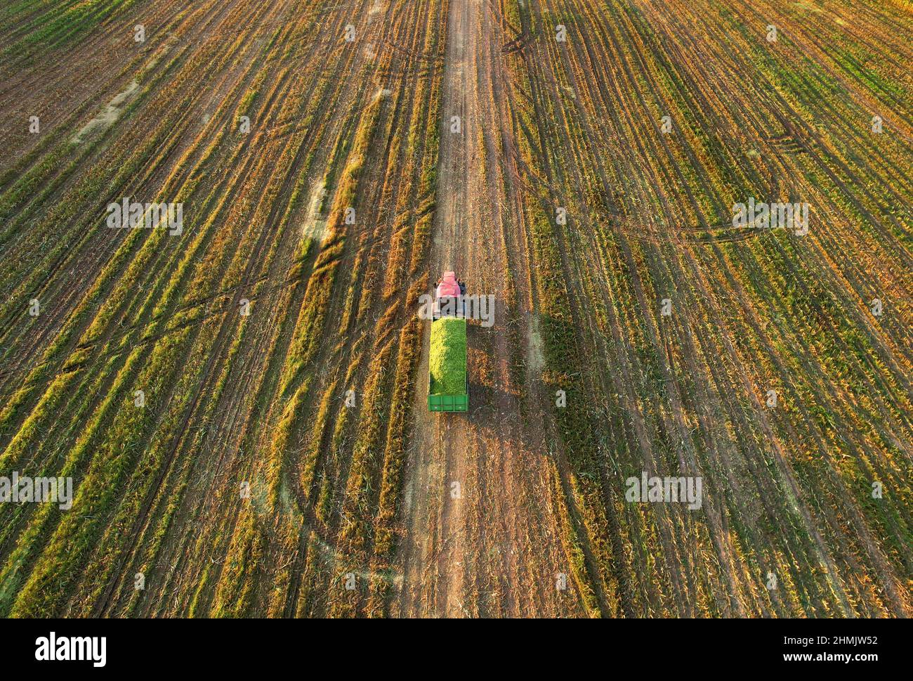 Tractor with a trailer transports corn from the field during the ...