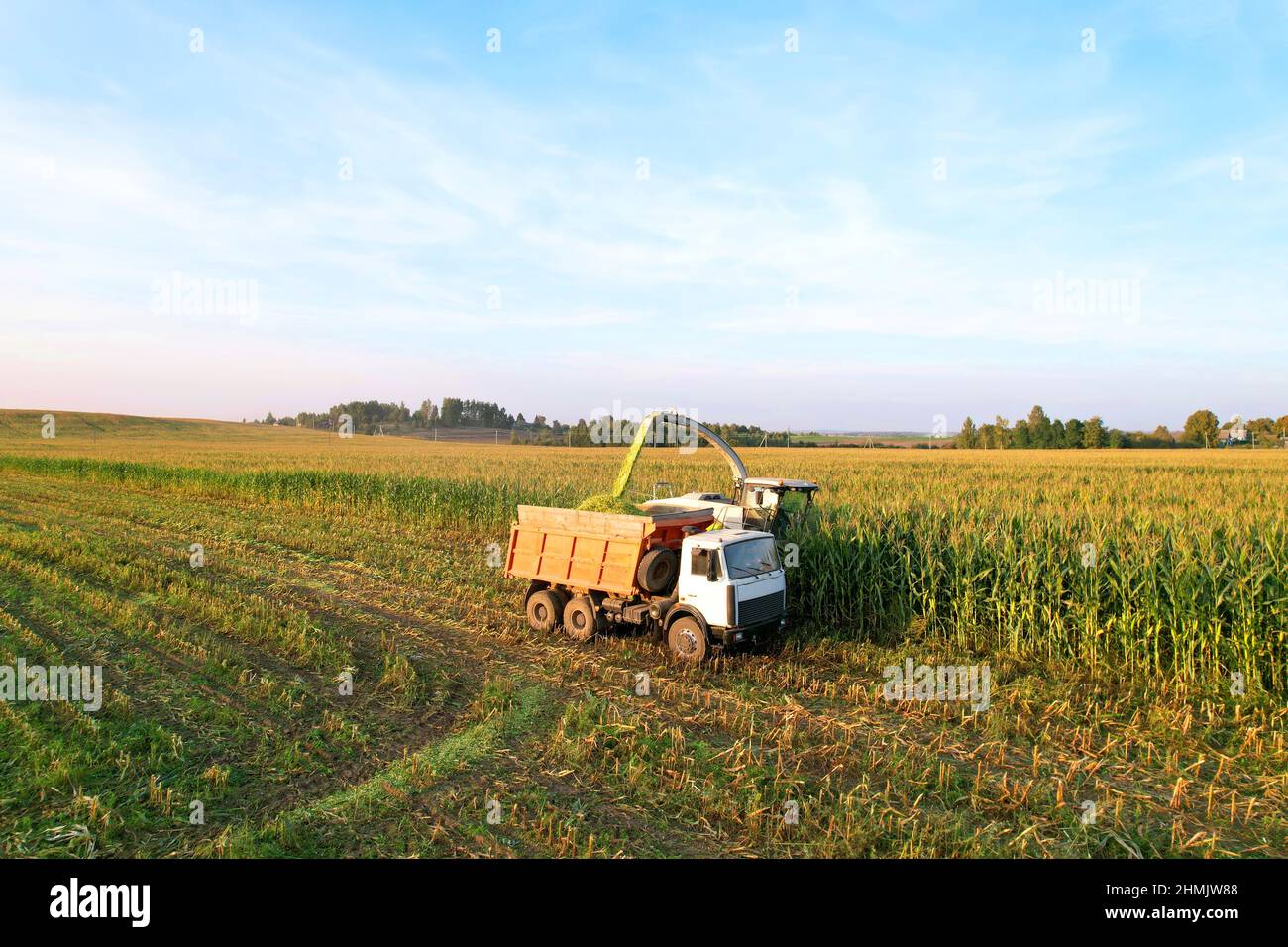 Maize Harvesting with Forage harvester in field, aerial view. Cutting ...