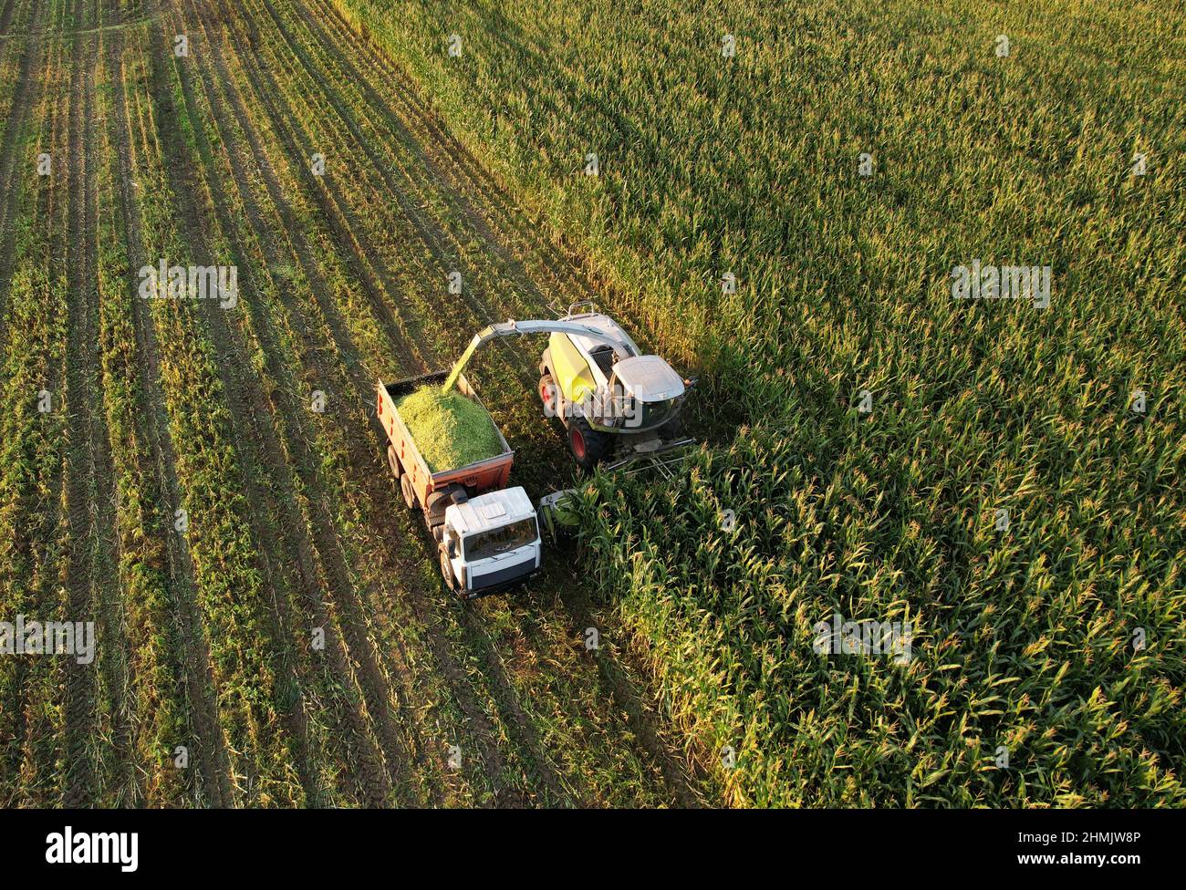 Maize Harvesting with Forage harvester in field, aerial view. Cutting ...