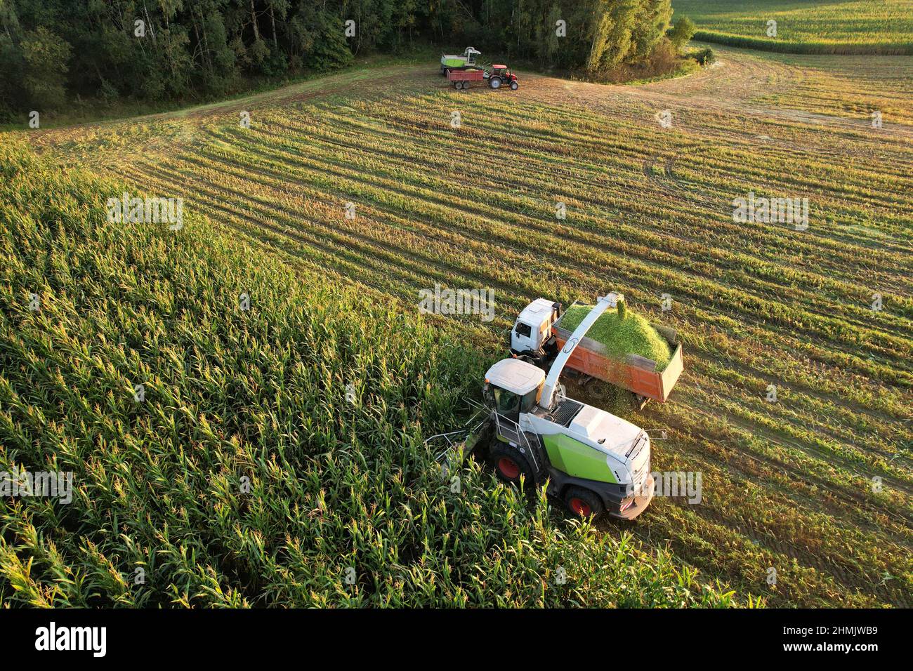 Maize Harvesting with Forage harvester in field, aerial view. Cutting ...
