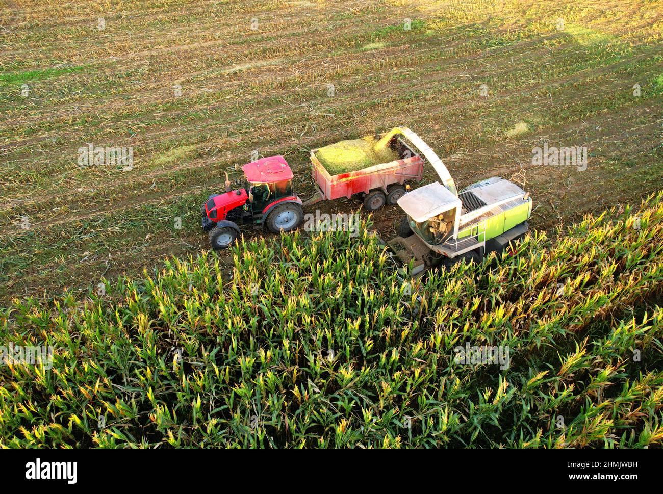 Maize Harvesting with Forage harvester in field, aerial view. Cutting ...